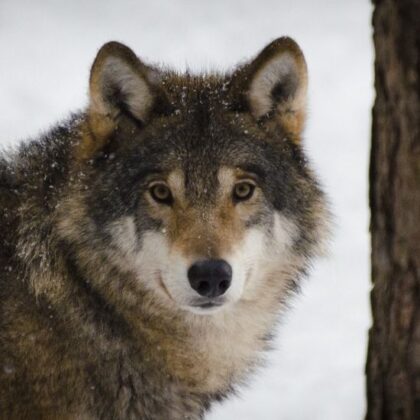 The Sigma Male: Traits, Characteristics & FAQs