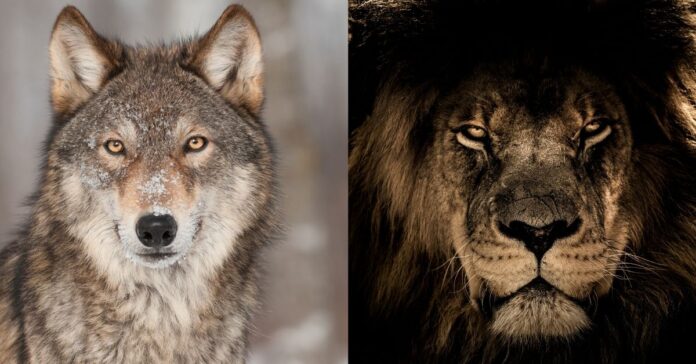 The Sigma Male: Traits, Characteristics & FAQs