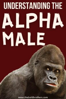 Are You An Alpha Male? 12 Signs You Are A True Alpha Male